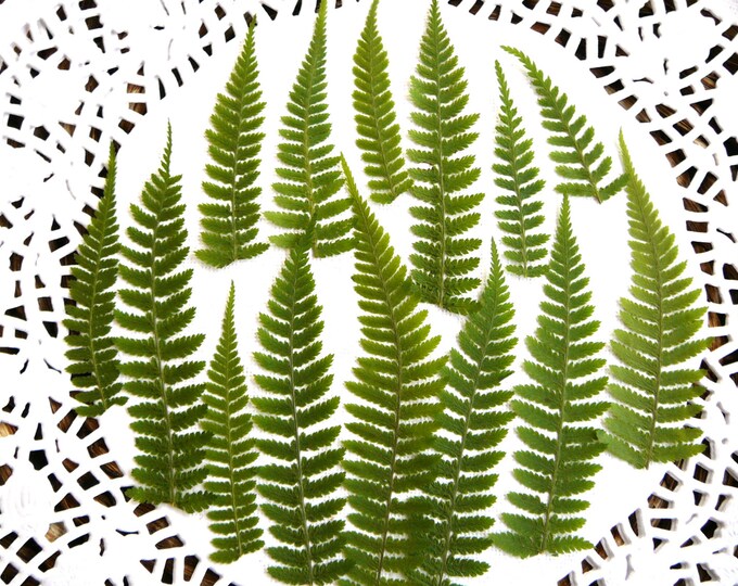 Dried Pressed Fern Leaf Real Dried Fern Leaves 20 Pcs. - Etsy