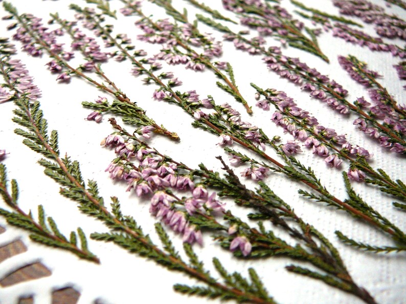 Dried Pressed Purple Heather 20 Pcs. - Etsy