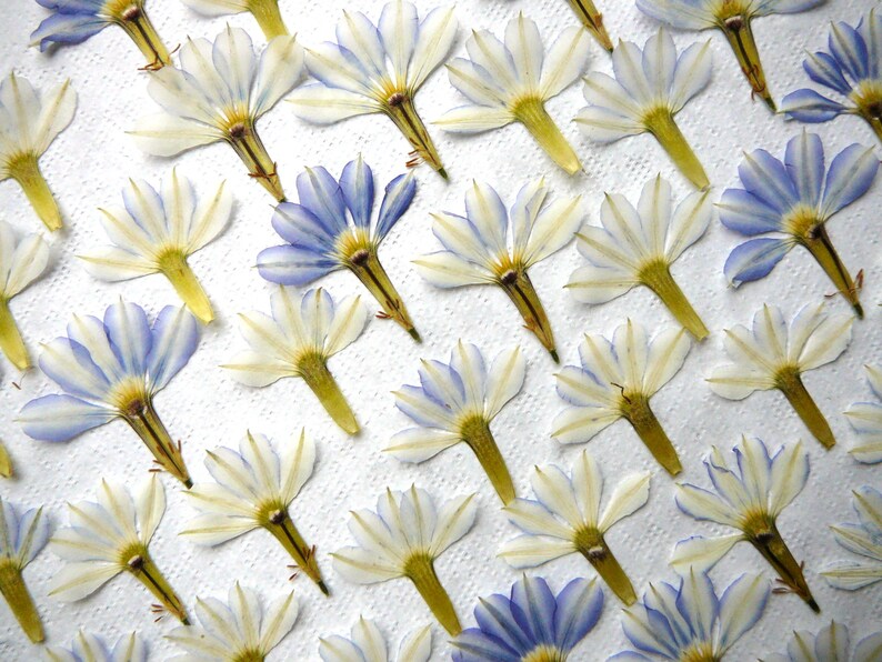 Dried pressed flowers real dried white/blue scaevola flowers | Etsy