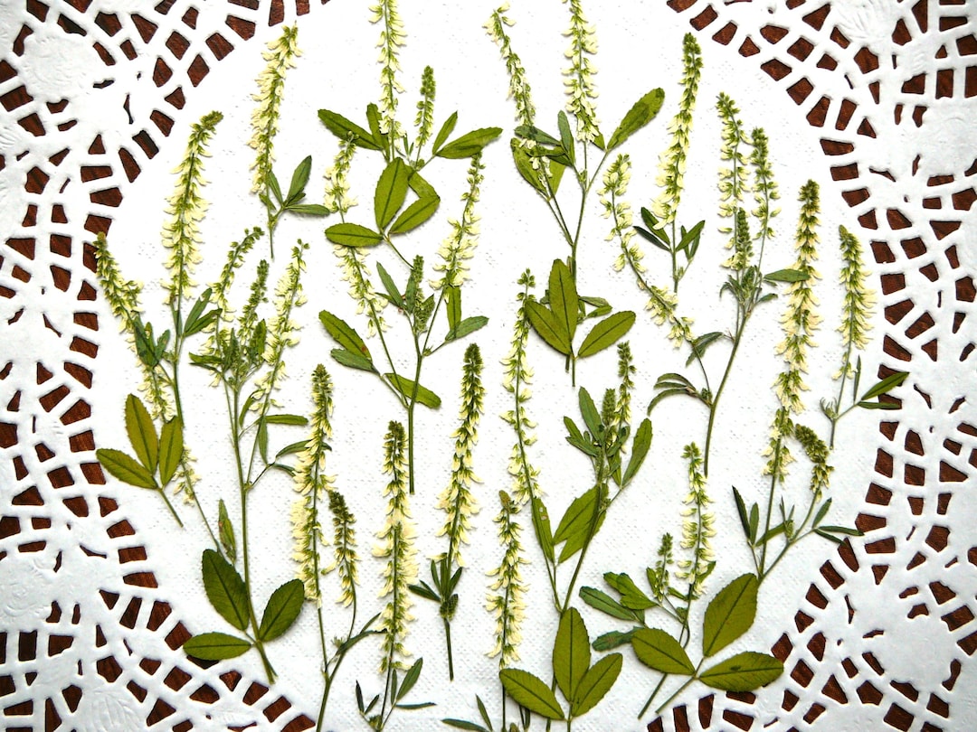 Dried Pressed Honey Clover Flowers 20 Pcs. - Etsy