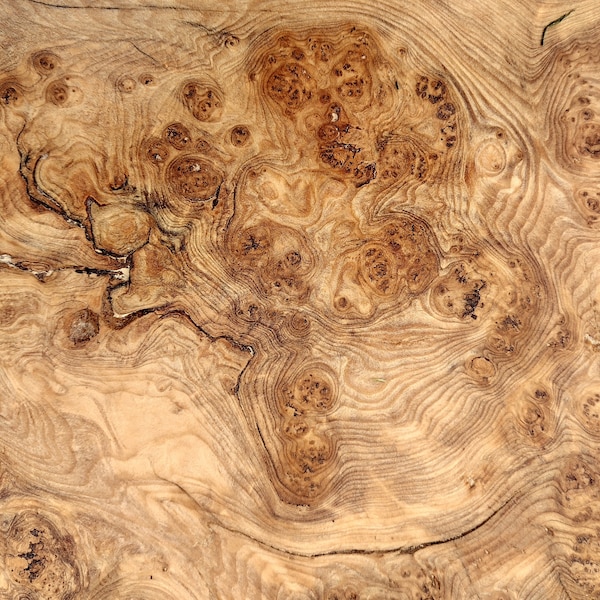 Burl Slab - Etsy