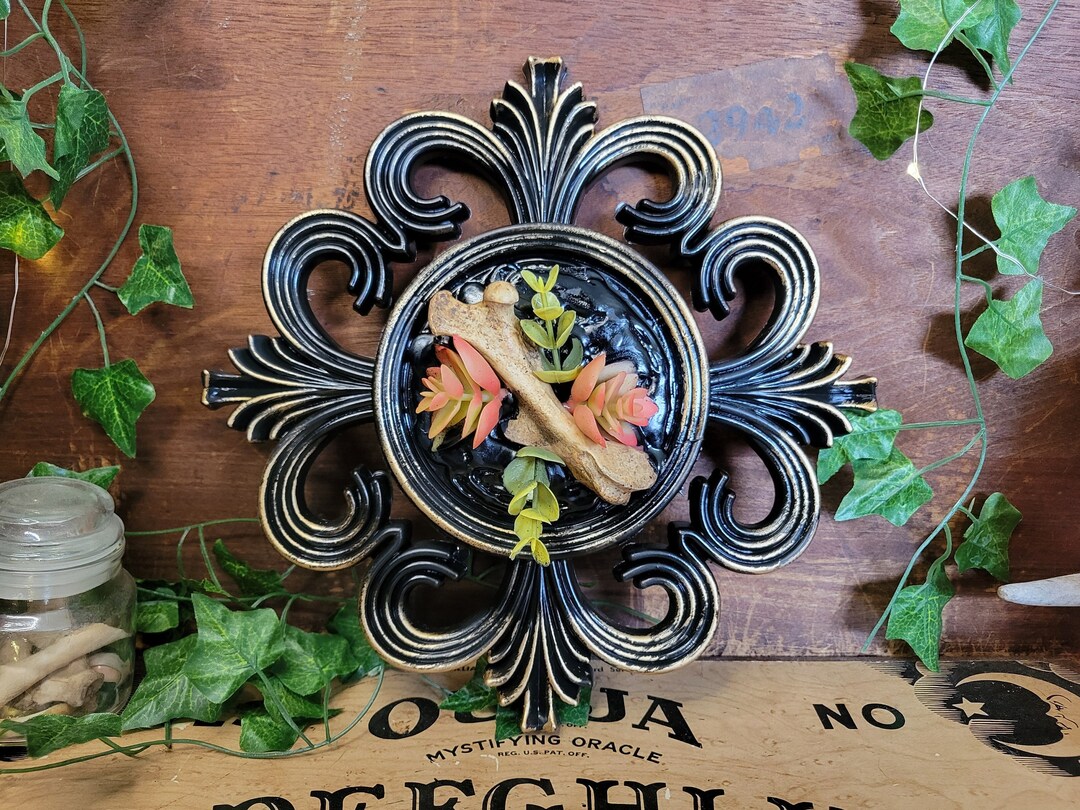 Armadillo Bone in Frame, Gothic Decor, Cottagecore Decor, Pagan Decor ...