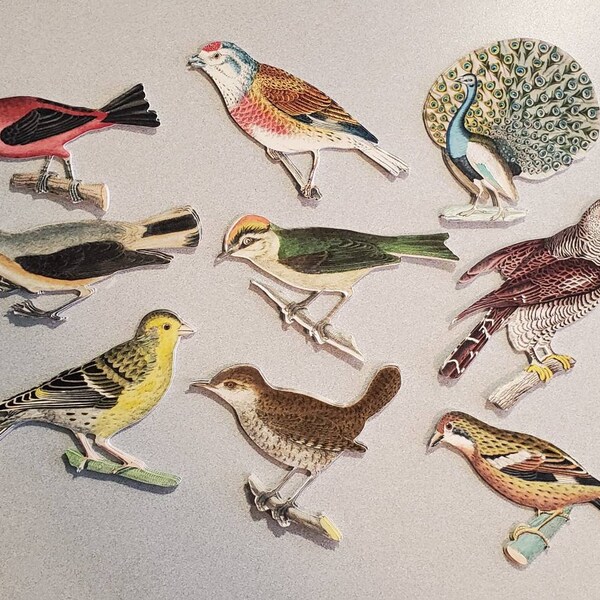 Bird Die Cut - Etsy
