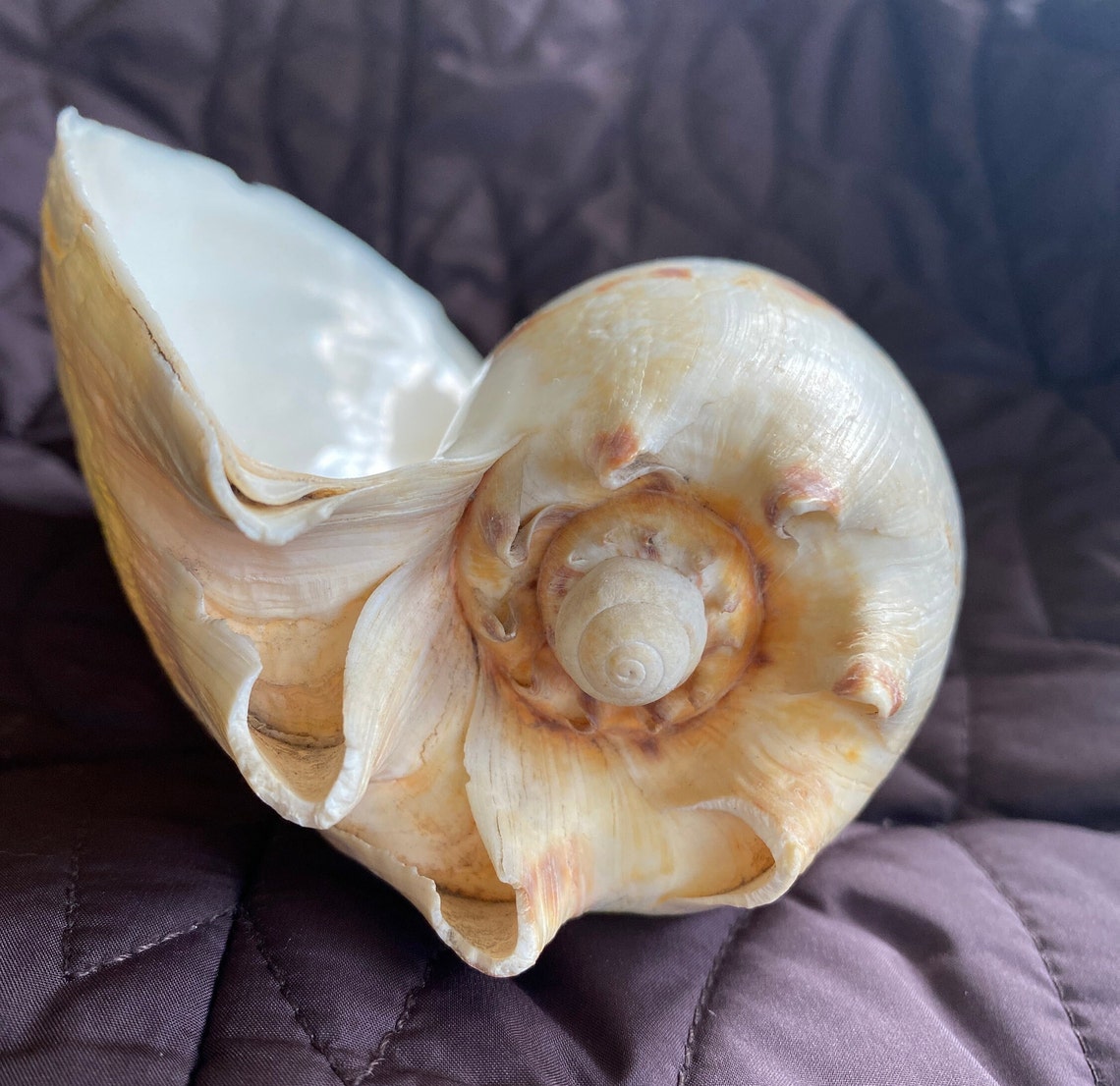 Large Elephant Snout Volute Sea Snail Shell - Etsy