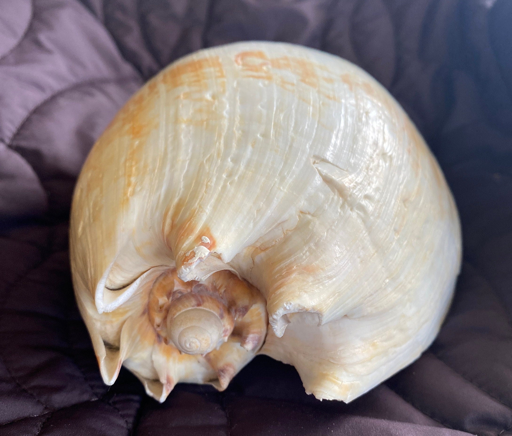 Large Elephant Snout Volute Sea Snail Shell - Etsy