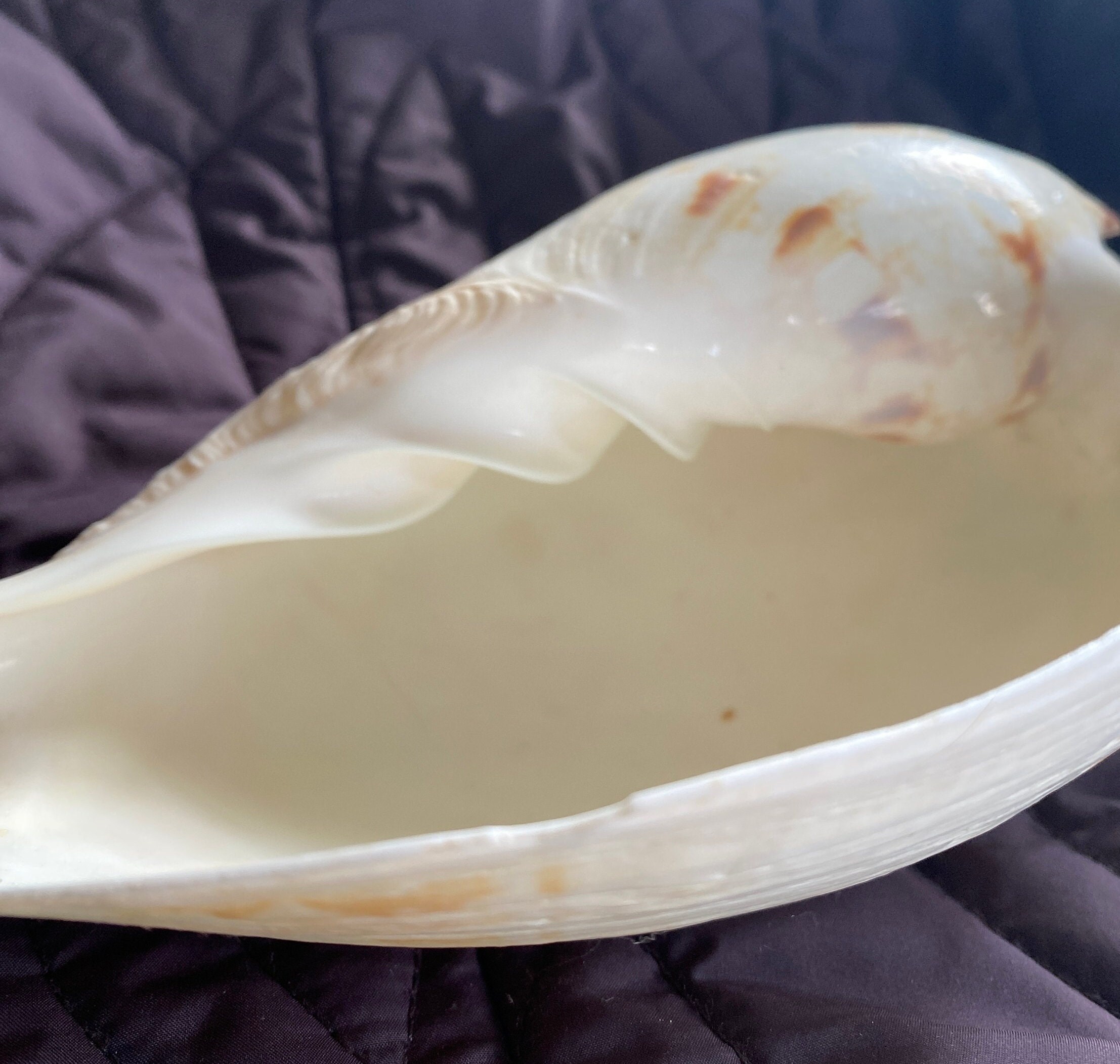 Large Elephant Snout Volute Sea Snail Shell - Etsy