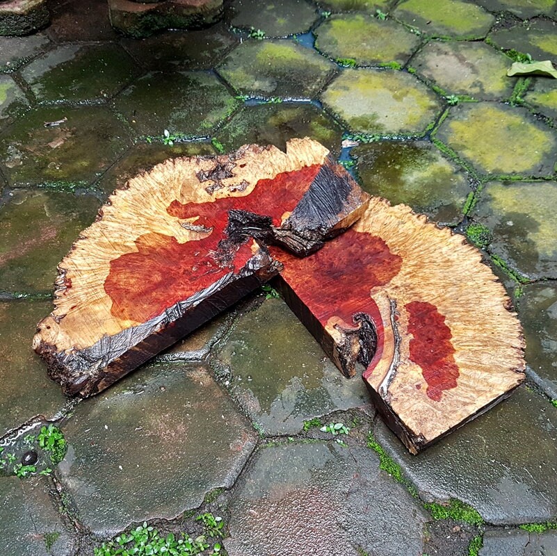 Rare Amboyna Burl Indonesia Exotic Wood Wild Harvest 17,7" X 16,5" X 1 ...
