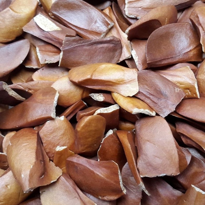 700 Gram Sky Fruit Mahogany Seeds Swietenia Macrophylla | Etsy