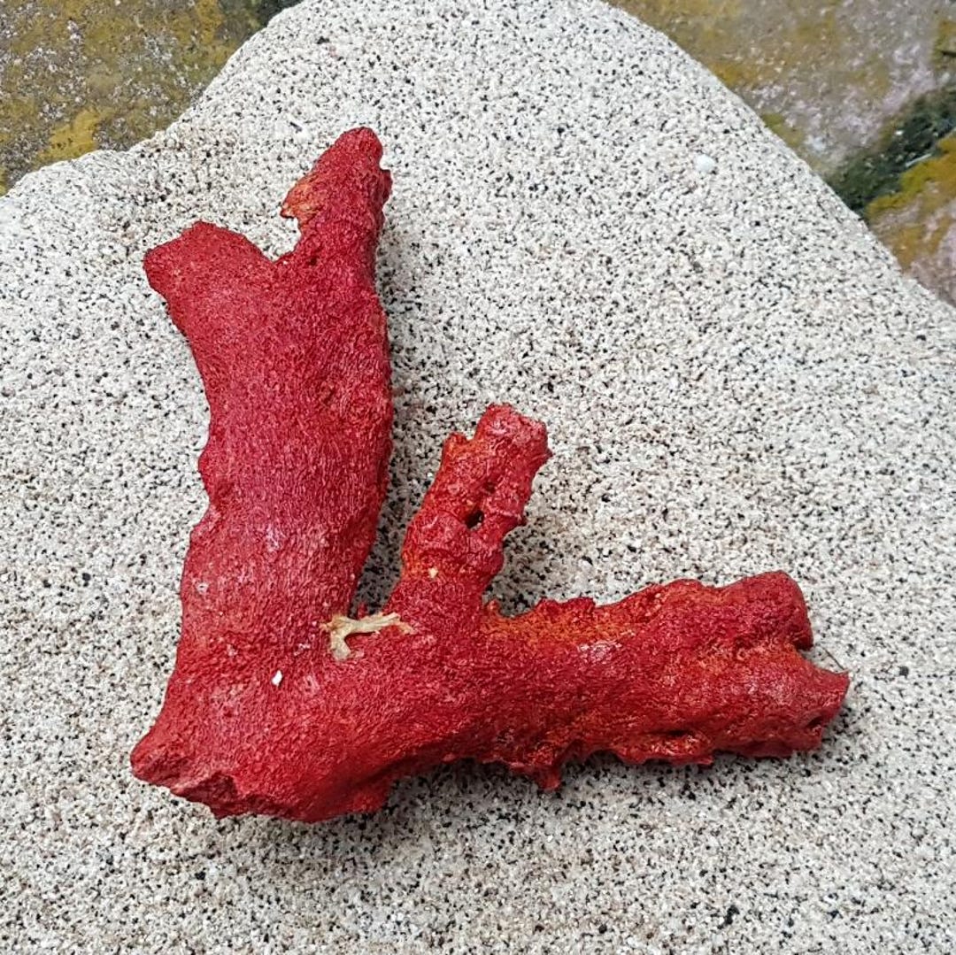 140 Gram Natural Red Coral Rough Branch Stick Loose Gemstone #3 - Etsy