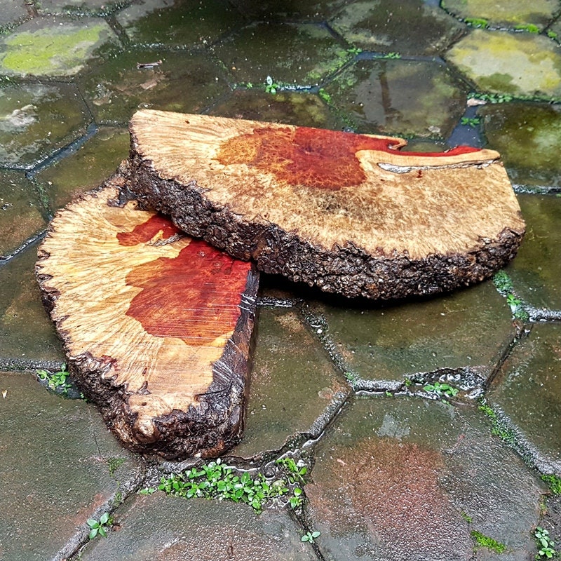 Rare Amboyna Burl Indonesia Exotic Wood Wild Harvest 17,7" X 16,5" X 1 ...