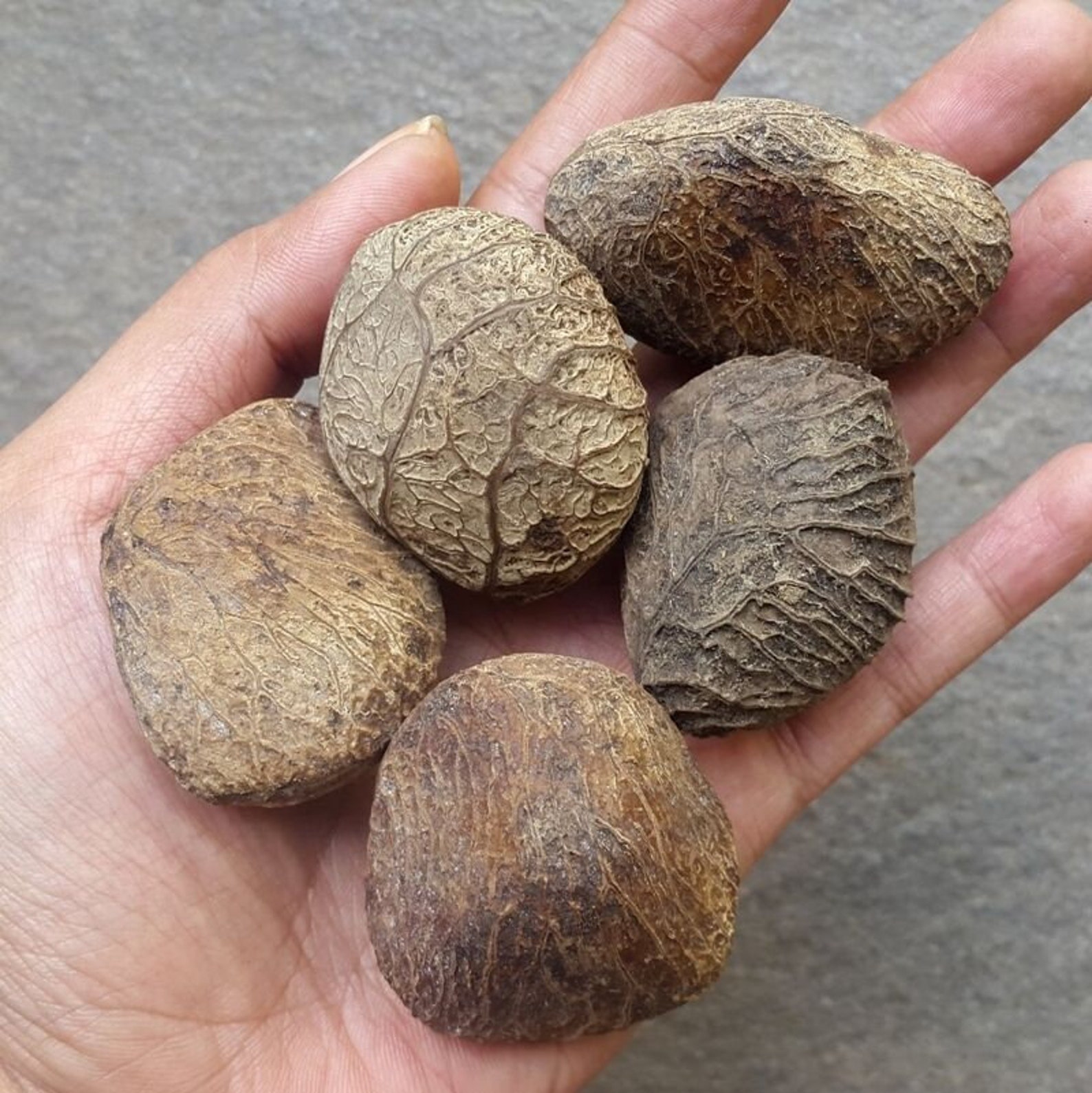 1000 Gram Kluwek (pangium Edule) for Cooking - Etsy