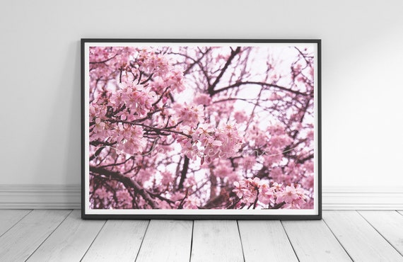 PINK Colour Photography Print Cherry Blossoms Spring | Etsy