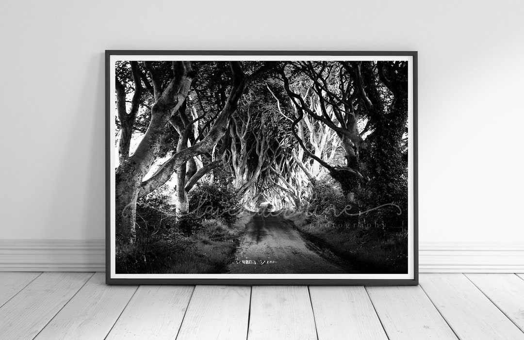 DARK HEDGES, Photography Print, Black and White, Landscape, Landmark ...