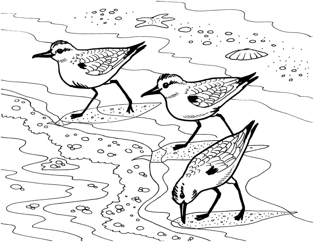 Sanderlings Coloring Page Embroidery Pattern Sand Piper - Etsy Singapore