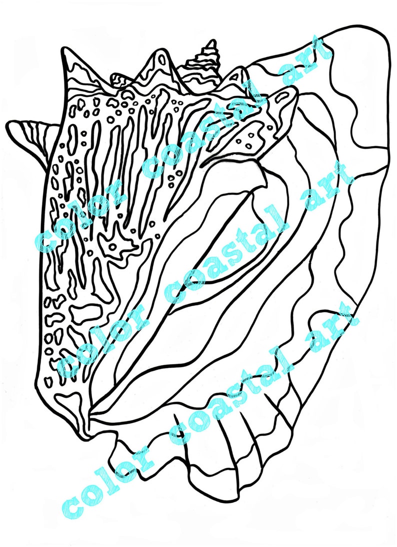 Conch Shell Coloring Page Seashell Art Digital Download - Etsy