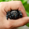 Pink-toed Tarantula Pinktoe Pink Toe Realistic Fake Spider Stuffed ...