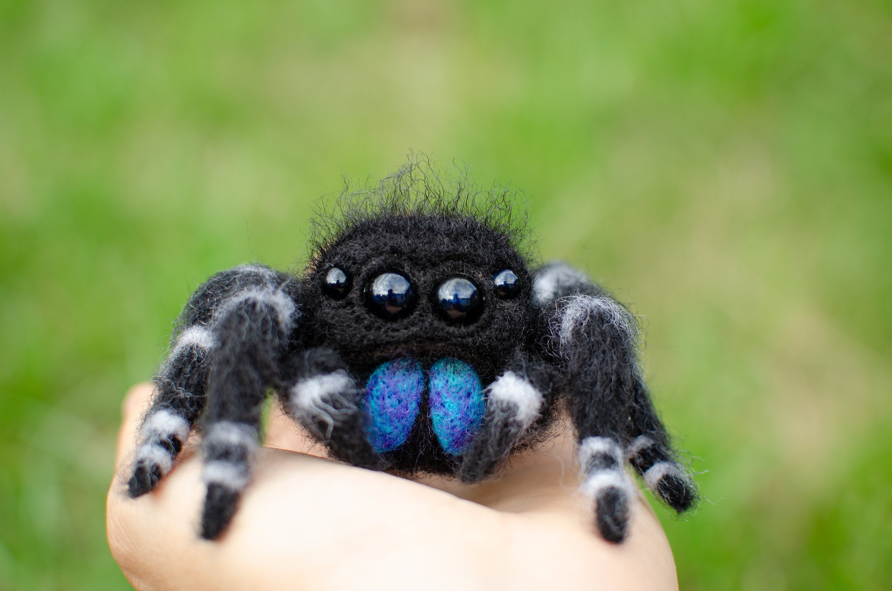 Cute Jumping Spider