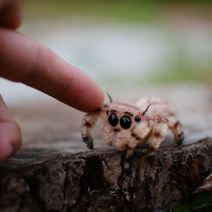 Needle Felted Jumping Spider Toy, Poseable Arachnid Sculpture - Etsy