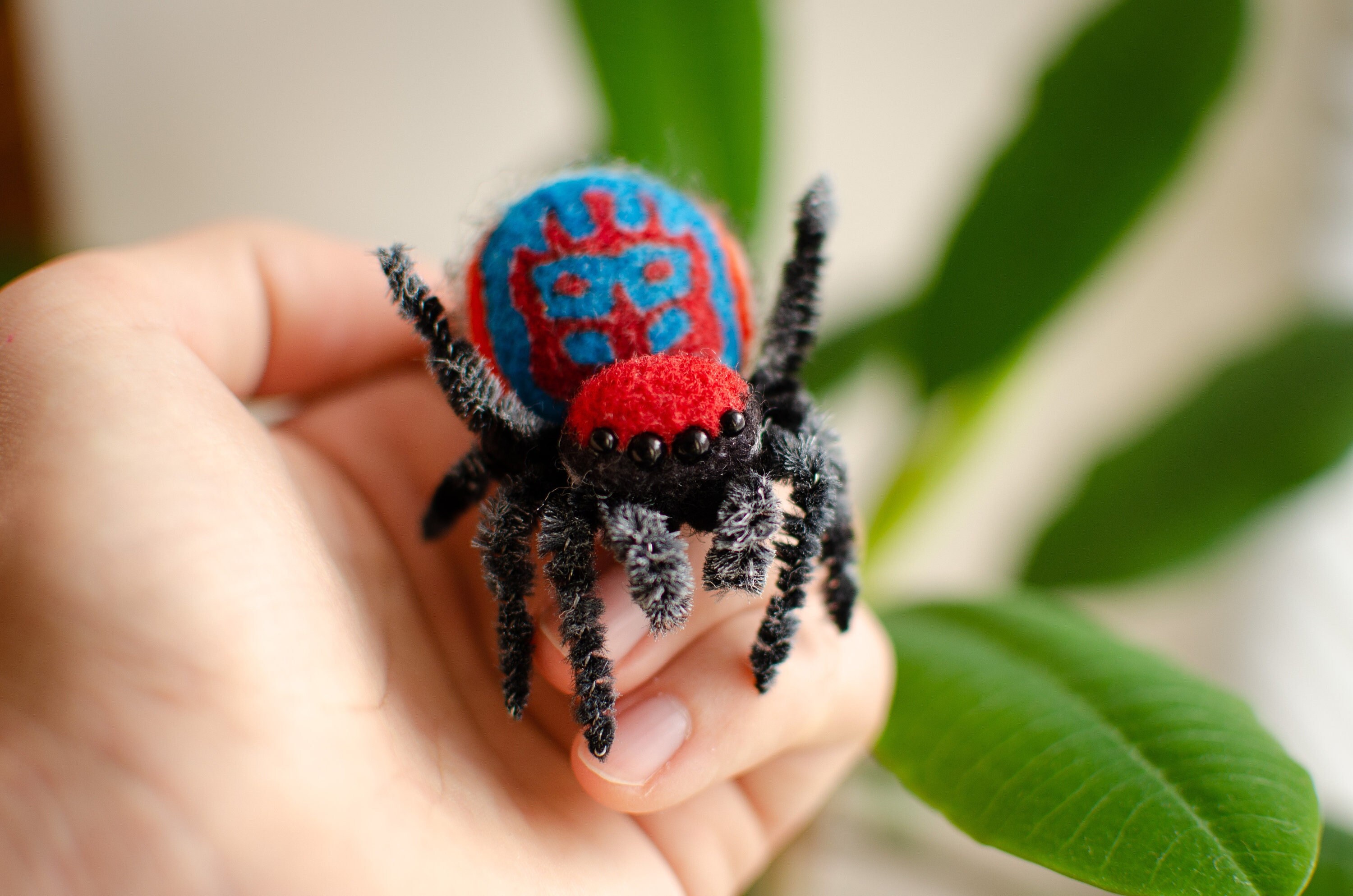 Peacock Jumping Spider