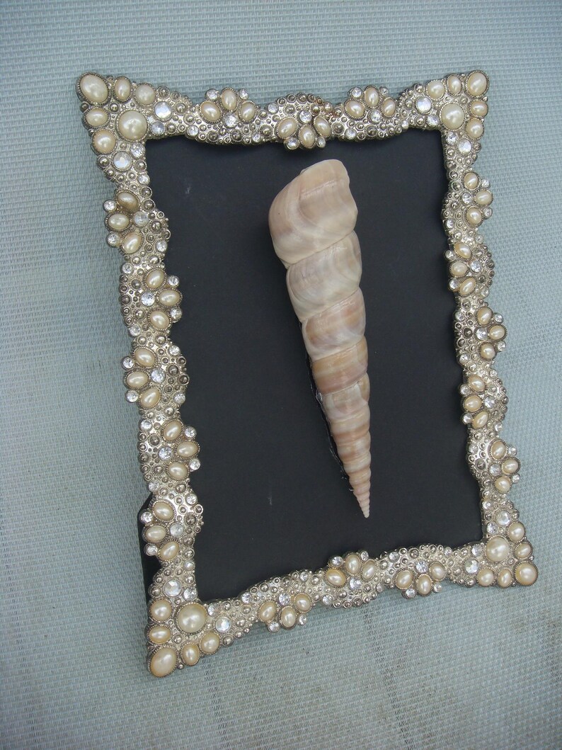 A Shell Displayed on a Decorated Frame - Etsy