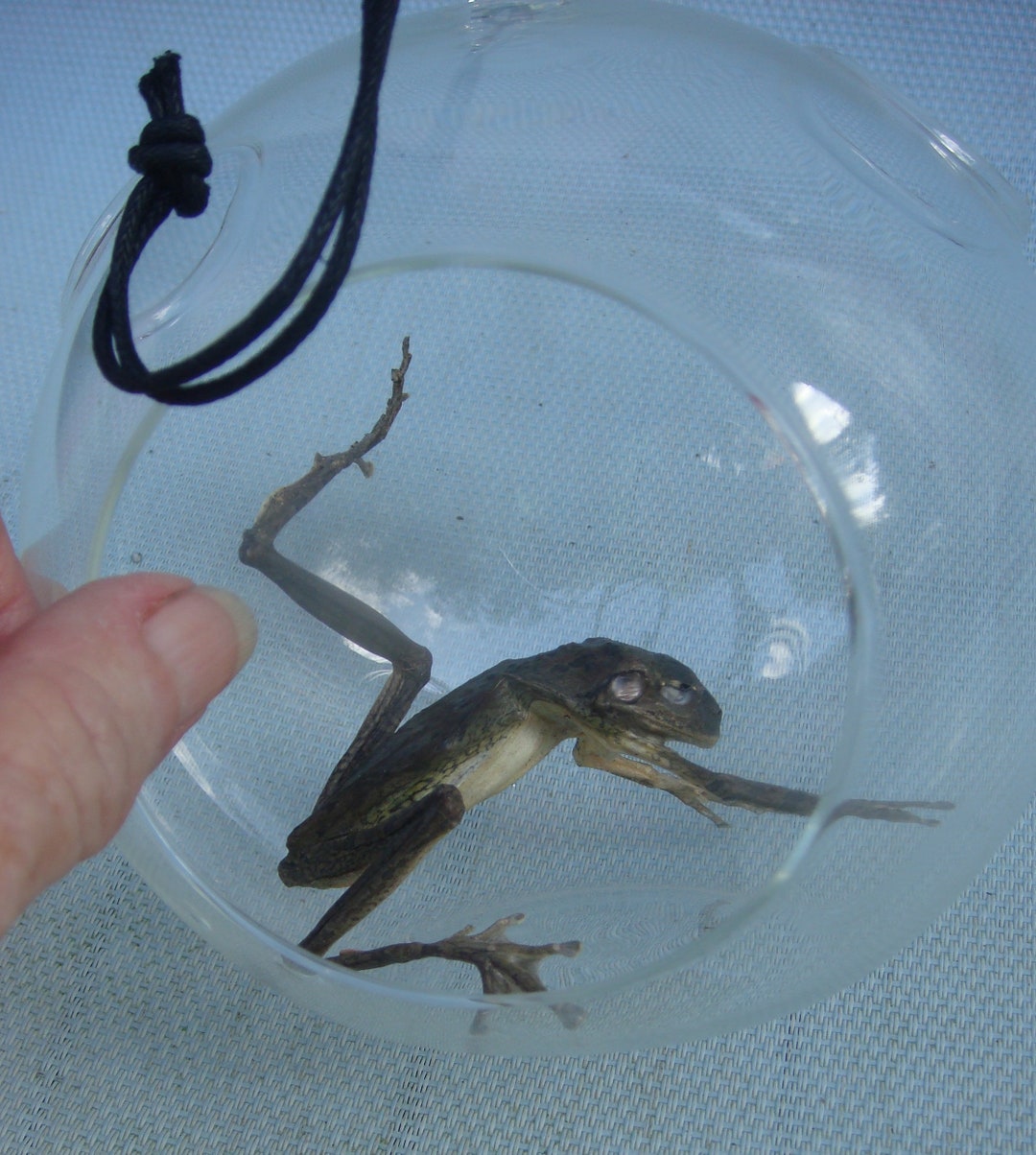 Mummified Tree Frog Inside Hanging Globe - Etsy