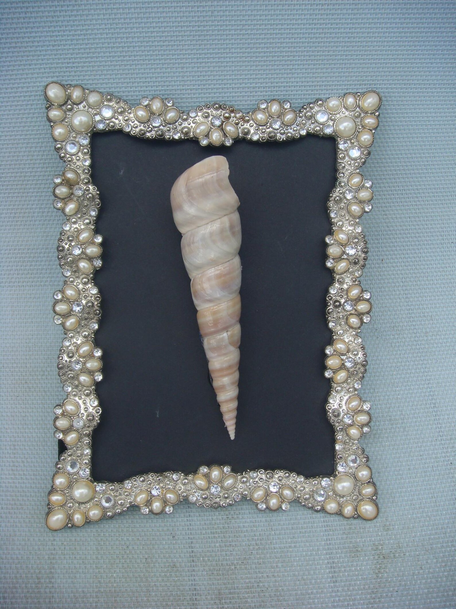 A Shell Displayed on a Decorated Frame - Etsy