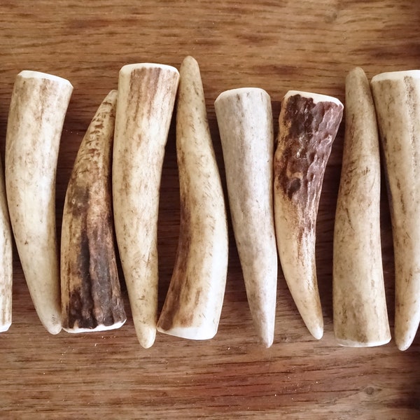 Antler Tips - Etsy