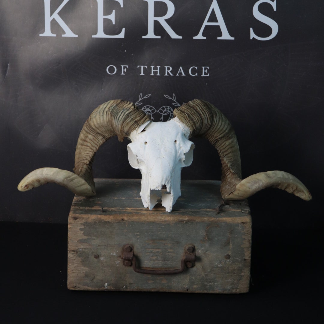 Weathered Ram Skull With Big Curvy Horns - Etsy