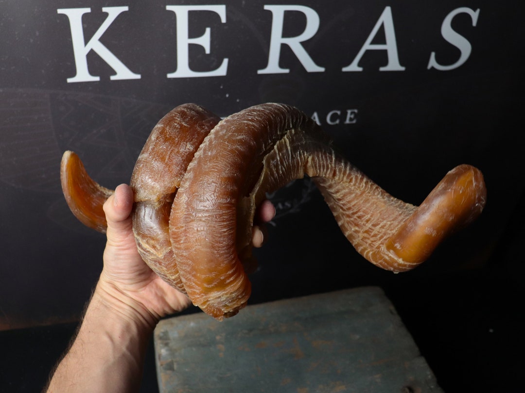 Real Ram Horns! - Etsy