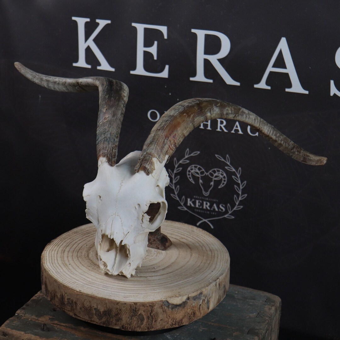 Weathered Goat Skull! - Etsy