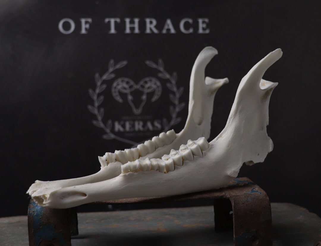 Joined Goat Mandible! - Etsy