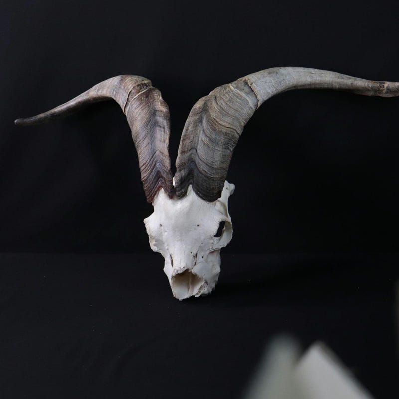 Real Animal Skull - Etsy