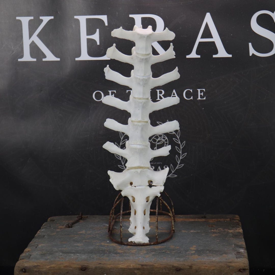 Unique Goat Spine With Sacrum Bone! - Etsy Australia