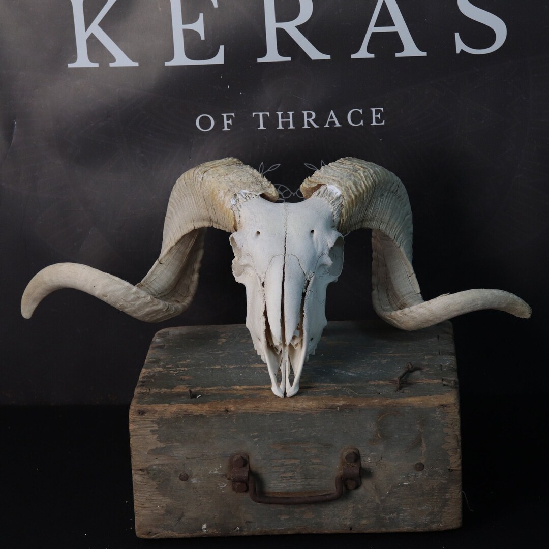 Ram Skull With Big Curvy Horns - Etsy