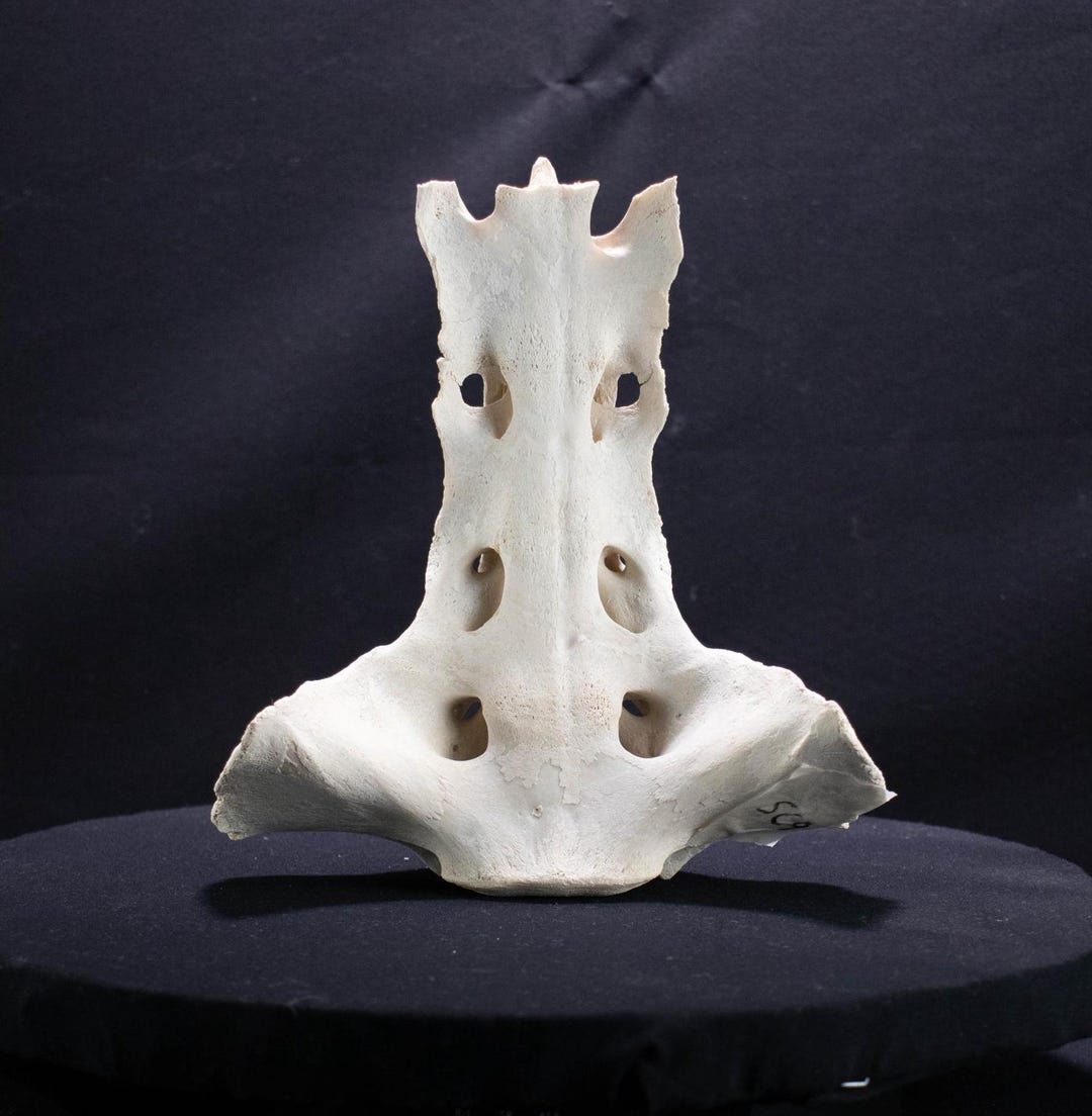 Huge Cow Sacrum Bone! - Etsy