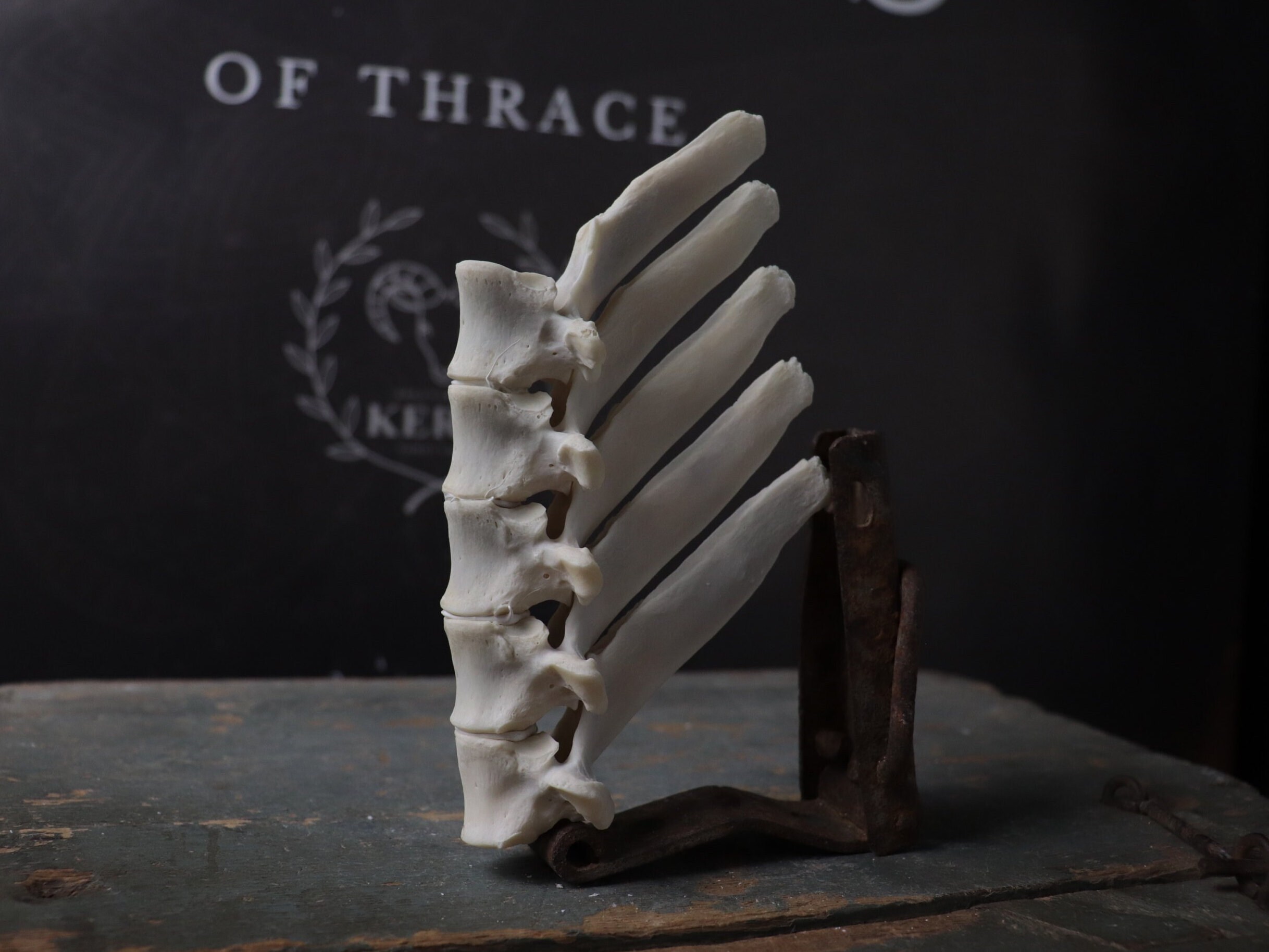 Real Human Vertebrae