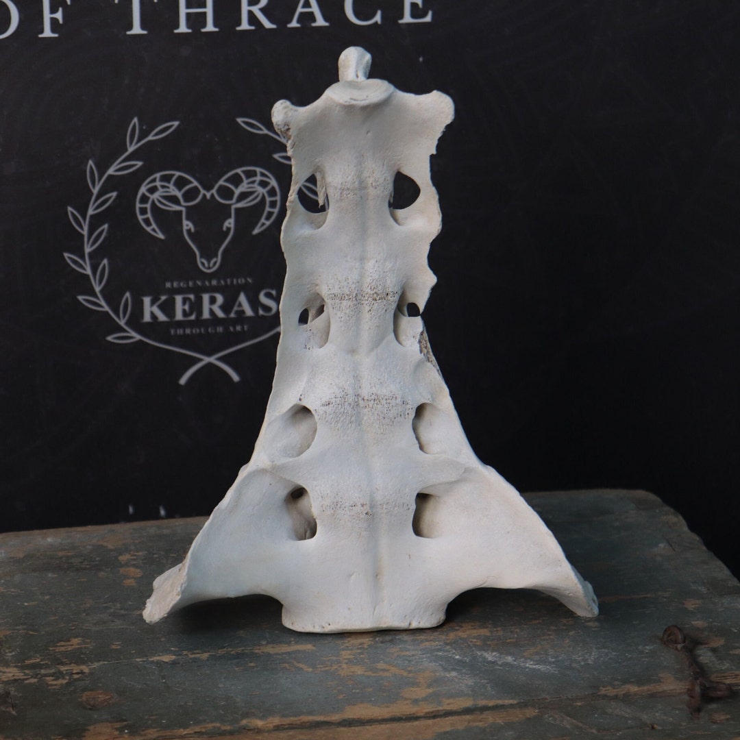 Huge Cow Sacrum Bone - Etsy