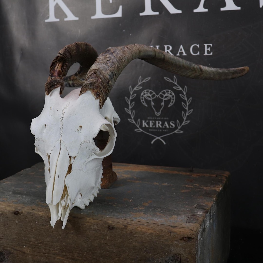 Weathered Goat Skull: Oddities and Curiosities Decor (37cm Horns) - Etsy