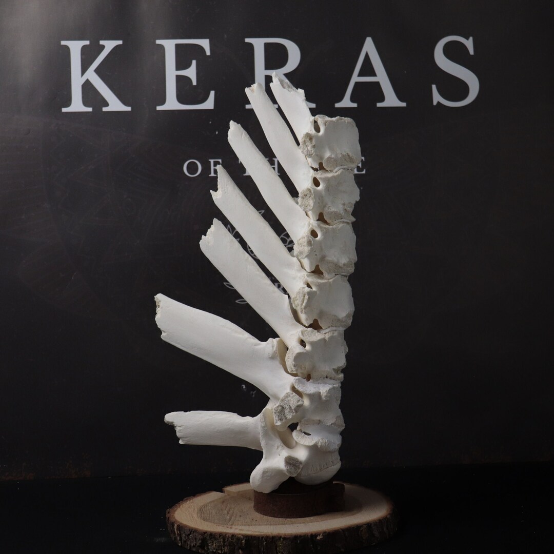 Huge Bull Spine - Etsy