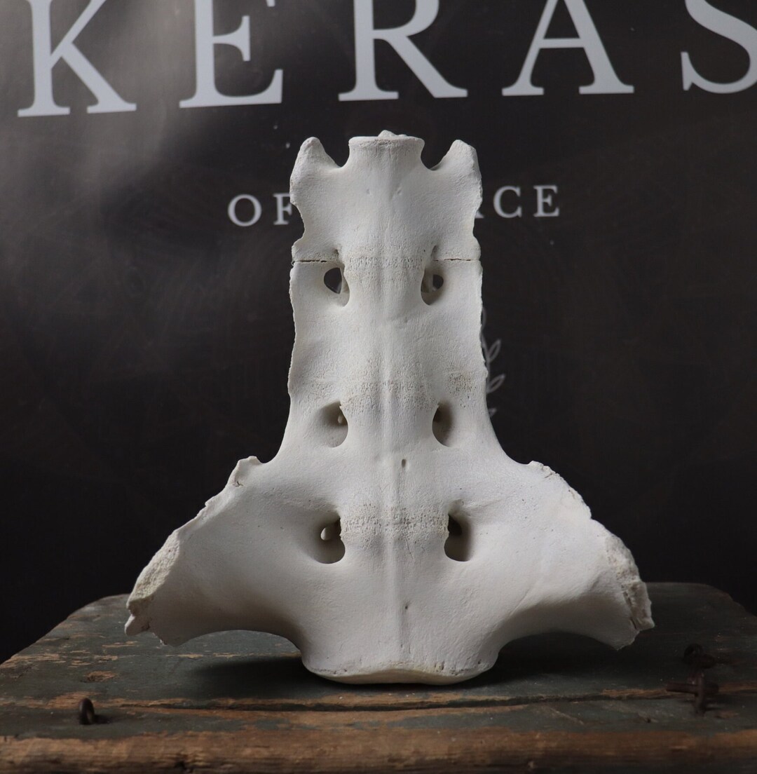 Huge Cow Sacrum Bone - Etsy