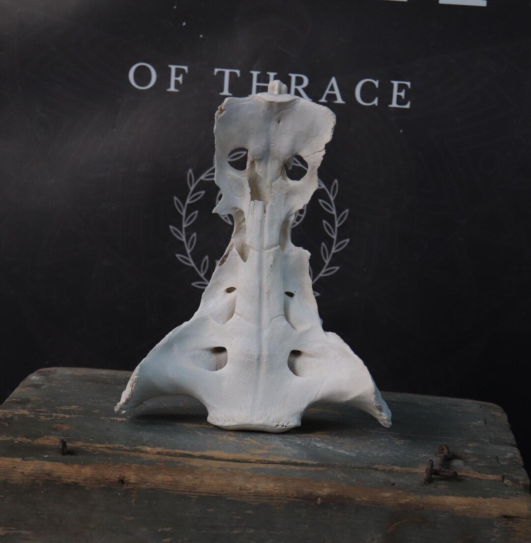 Huge Weathered Cow Sacrum Bone! - Etsy