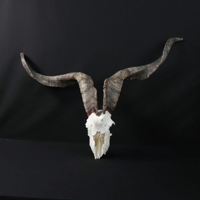 Real Animal Skull - Etsy