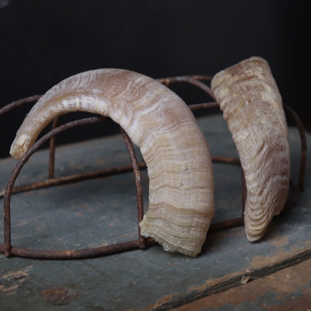 Small Ram Horns - Etsy