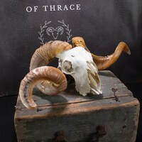 Ram Skull - Etsy