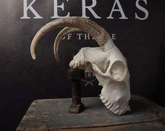 Real Goat Skull, Capra Hircus, Professionally Cleaned, Animal Skull ...