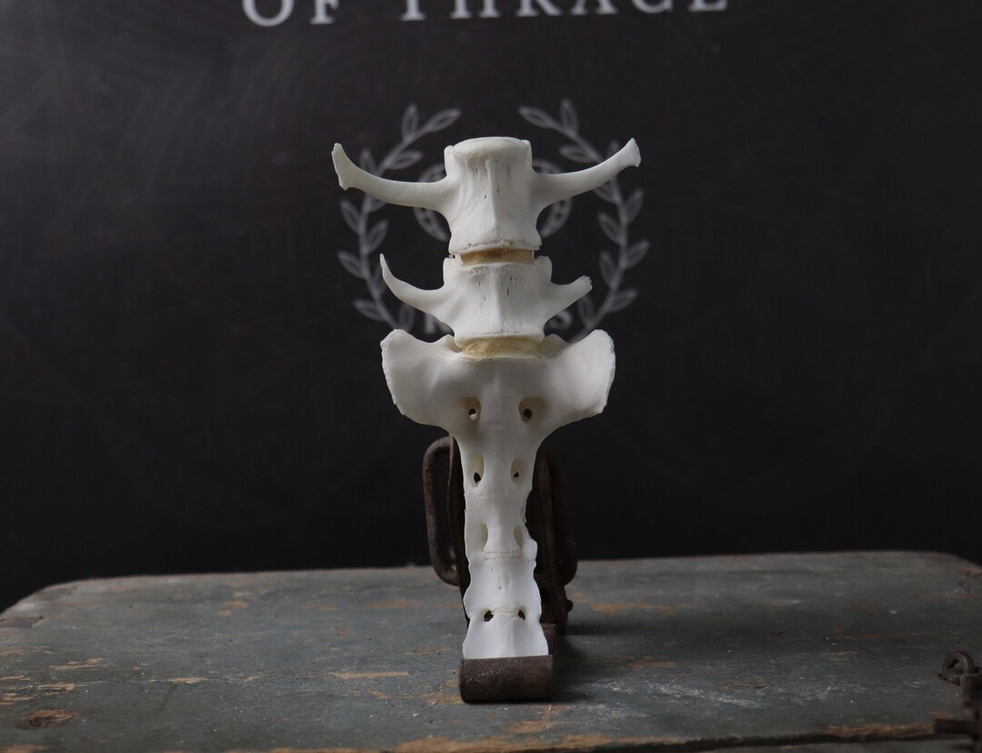 Goat Spine With Sacrum Bone - Etsy