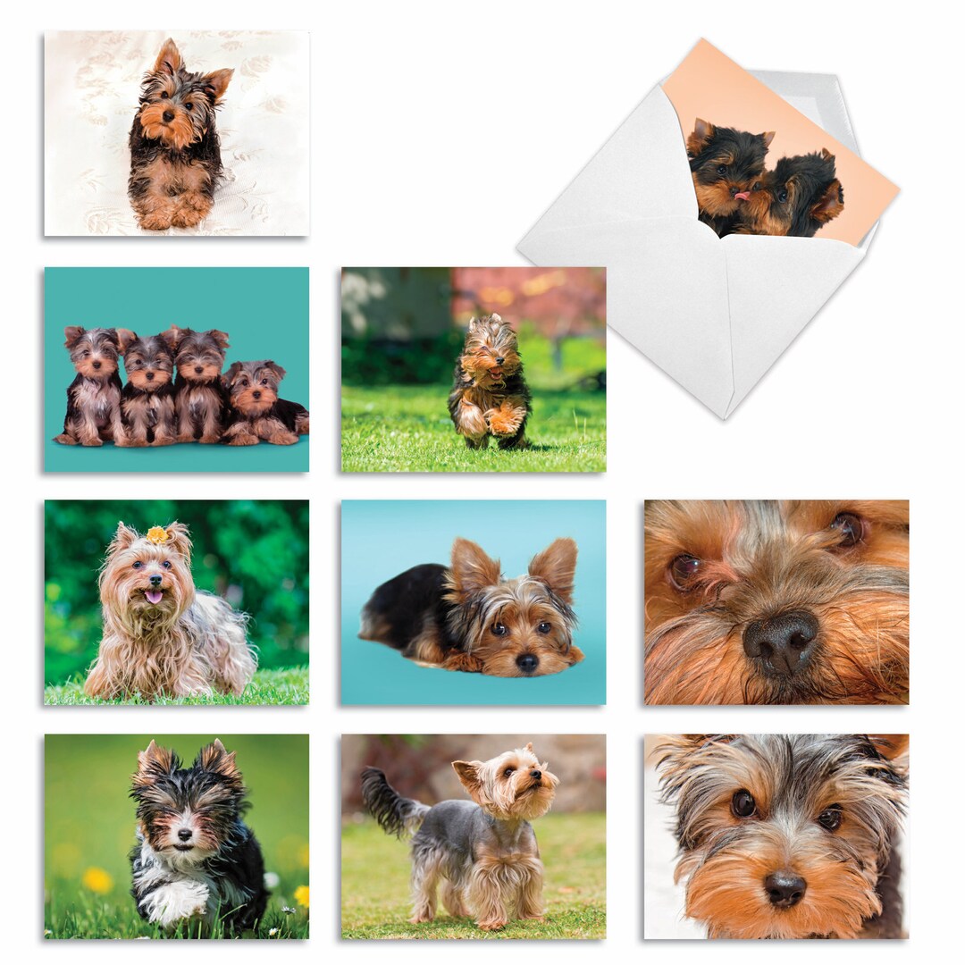10 Assorted Blank Note Cards Bulk Pack 4 X 5.12 Inch W/ Envelopes (10 ...