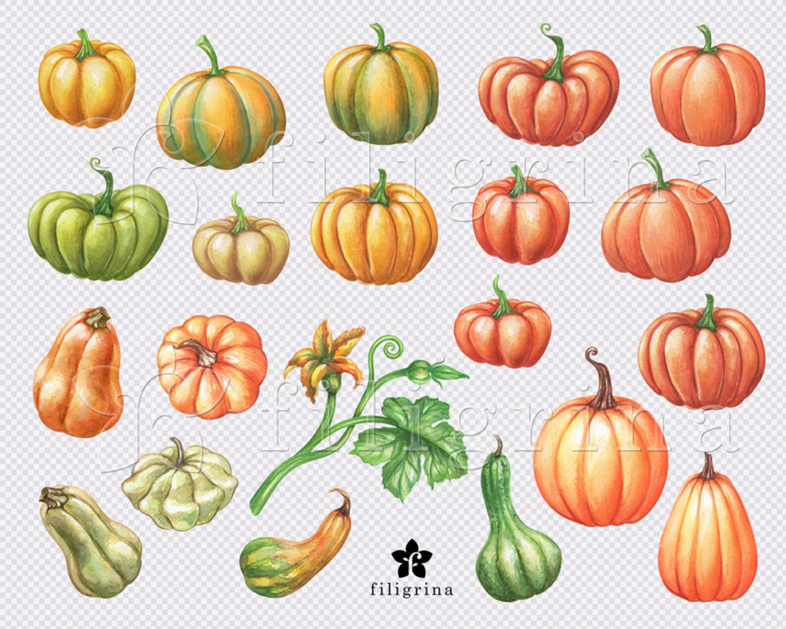 Pumpkins, Gourd, Squash WATERCOLOR Clip Art Design. Halloween. Autumn ...