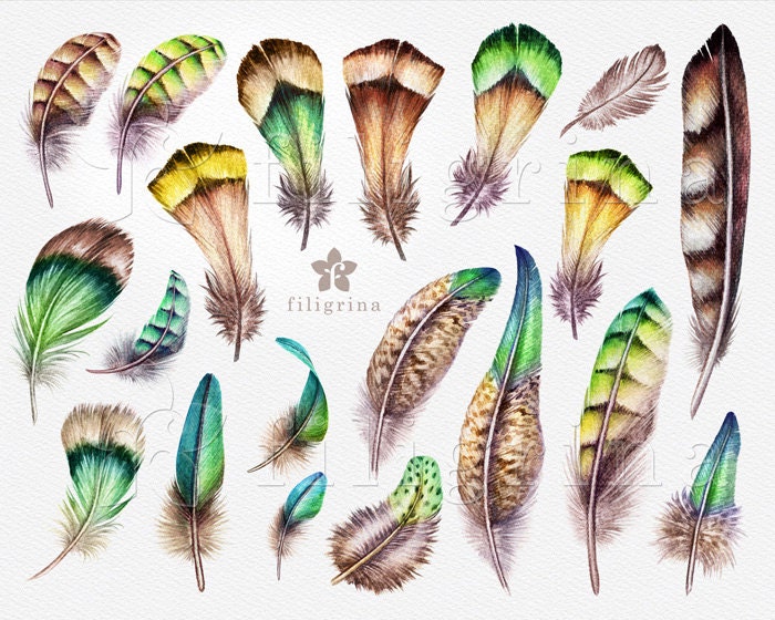 Feather WATERCOLOR Clip Art. Green Brown Feathers, Wild, Exotic ...