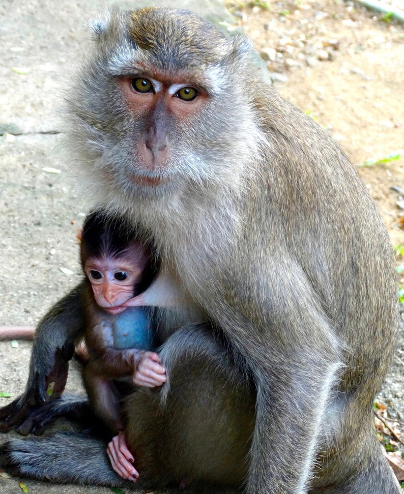 Mommy and Baby Monkey in Bali - Etsy